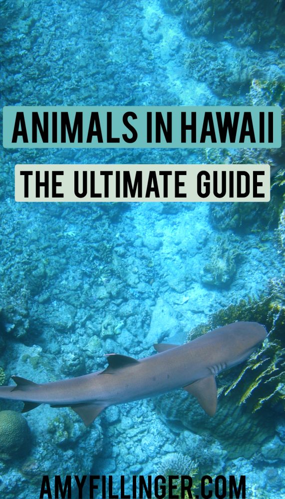The most fascinating Hawaiian animals from Nene Goose to Manta Rays