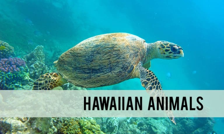 The most fascinating Hawaiian animals from Nene Goose to Manta Rays