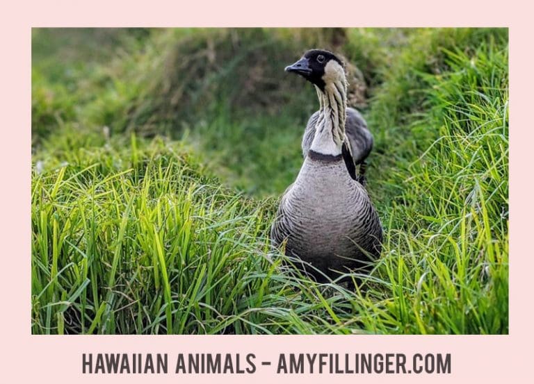 The most fascinating Hawaiian animals from Nene Goose to Manta Rays