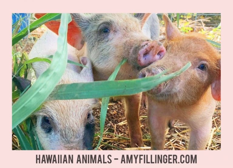 The most fascinating Hawaiian animals from Nene Goose to Manta Rays