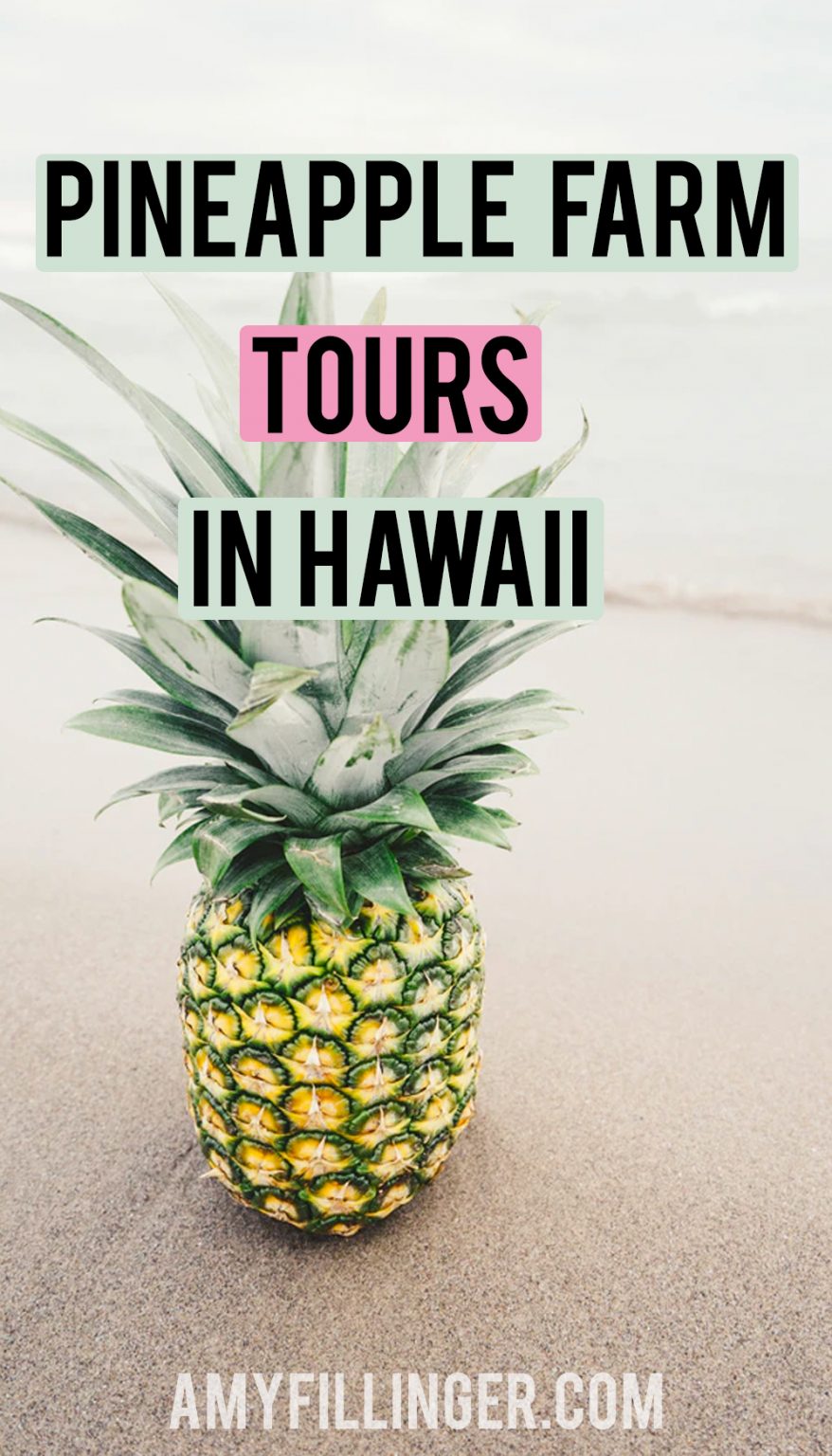 The best pineapple farms to visit in Hawaii | Things to do in Hawaii