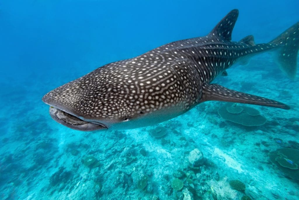 40 of the best things to do in Cancun and the Riviera Maya