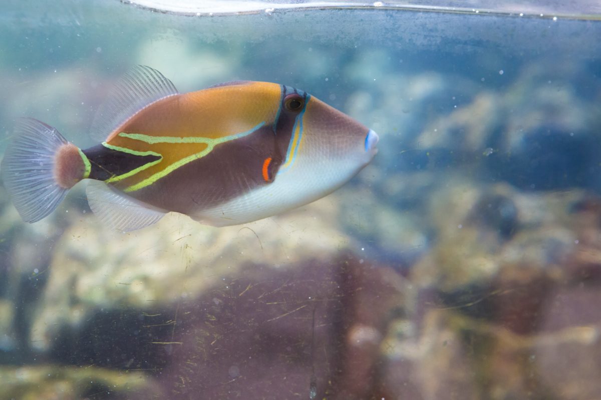 The best places to snorkel in Maui | Where to find the best snorkeling Maui