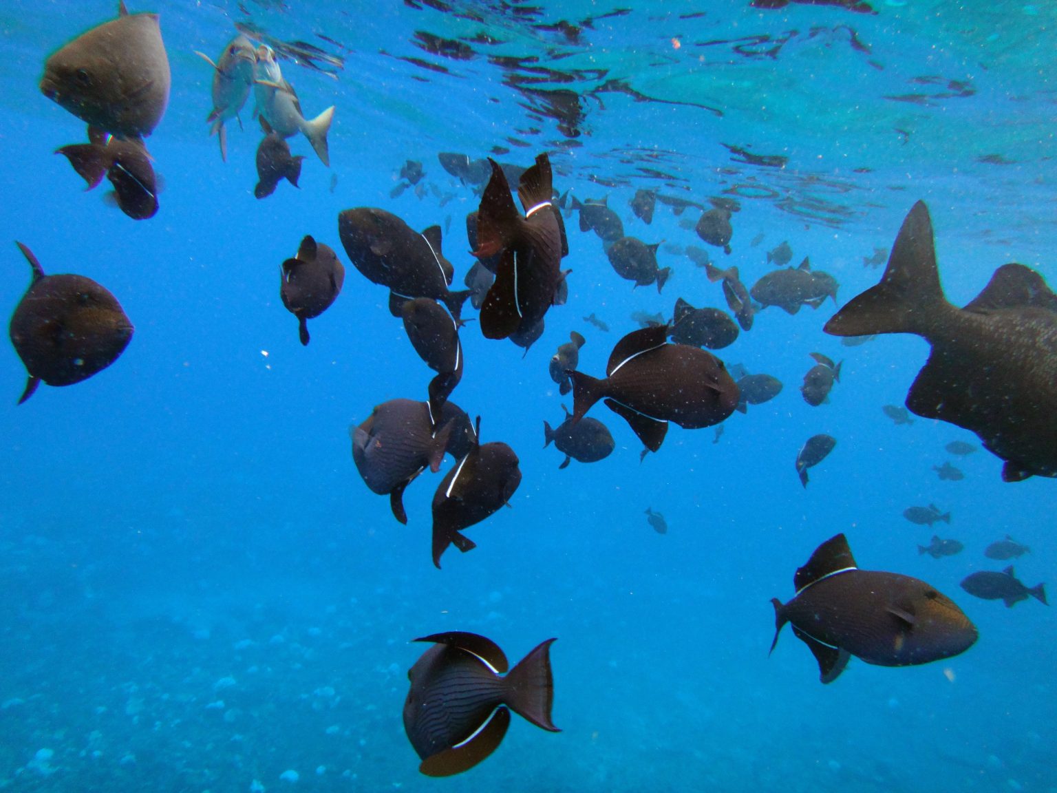 10 best Molokini Crater Snorkeling Tours