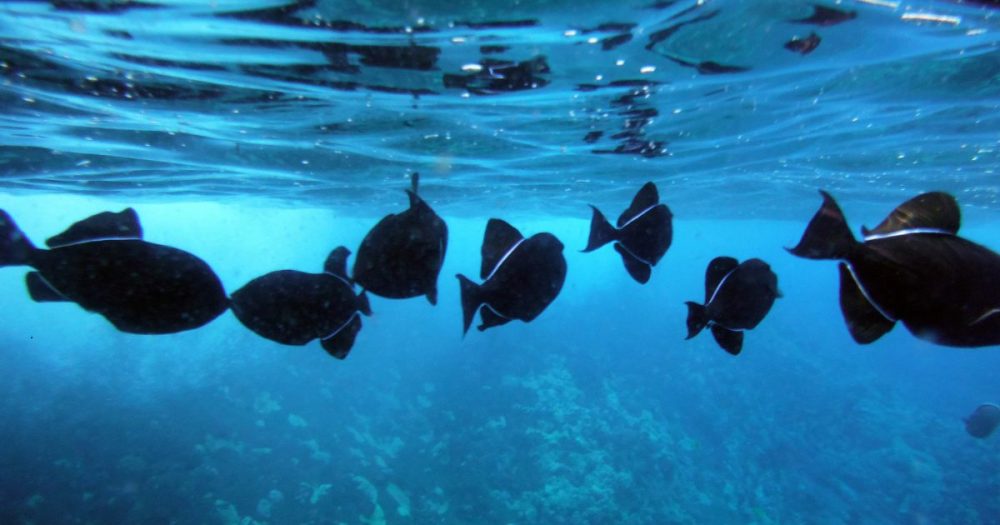 10 best Molokini Crater Snorkeling Tours